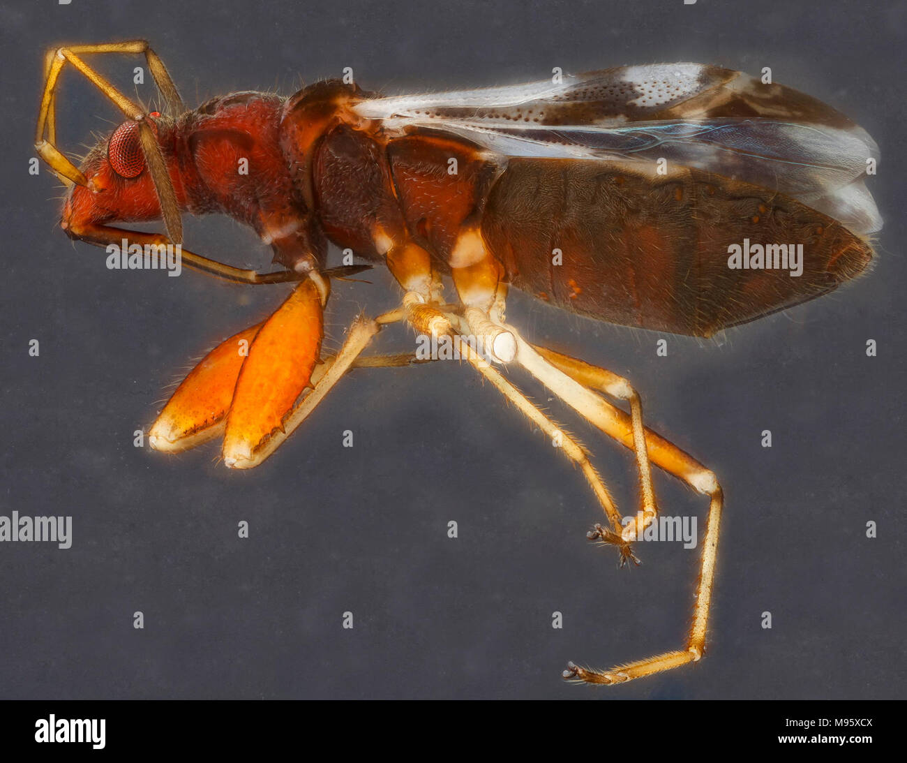 Heteropteran hi-res stock photography and images - Alamy