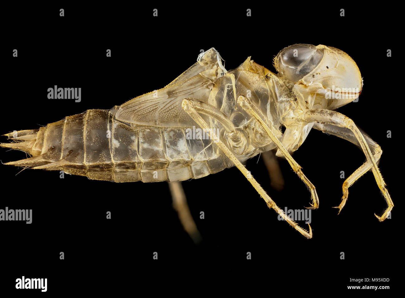 Tramea carolina, U, side, Lake Levi Stock Photo - Alamy