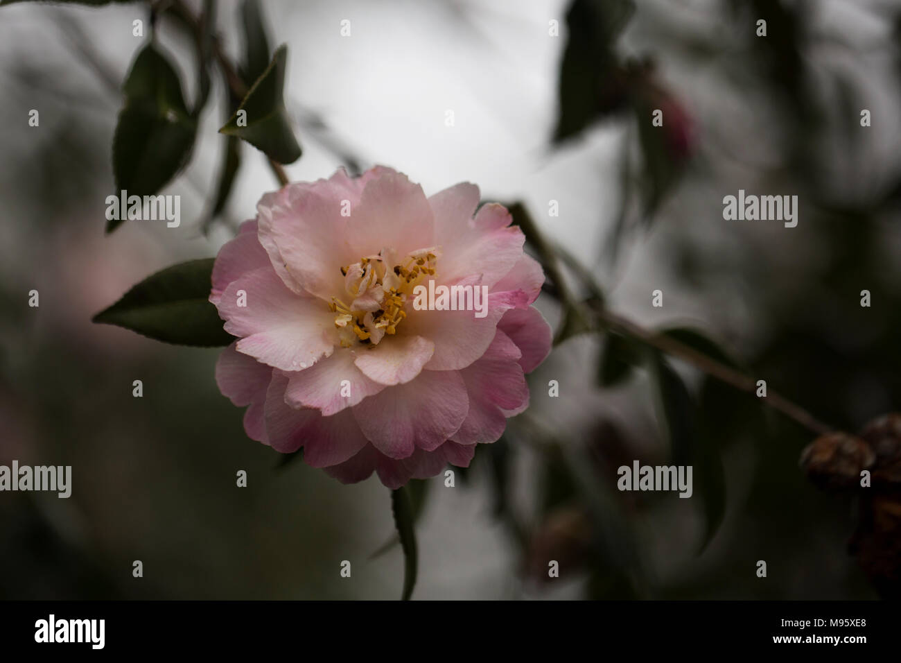 Japanese camellia (camellia japonica) blooming on a branch Stock Photo ...