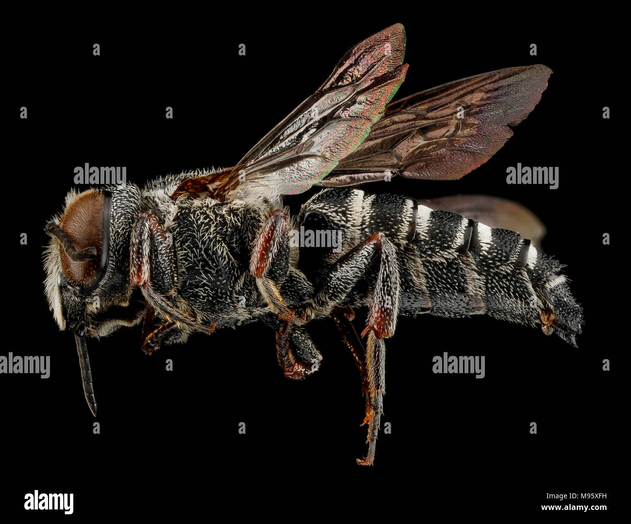 Binomial coelioxys alternata hi-res stock photography and images - Alamy