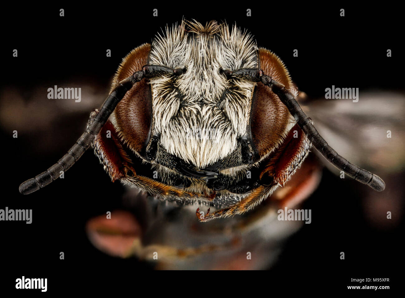 Binomial coelioxys alternata hi-res stock photography and images - Alamy