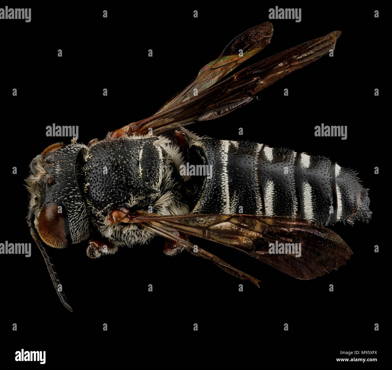 Coelioxys alternata, M, back Stock Photo - Alamy