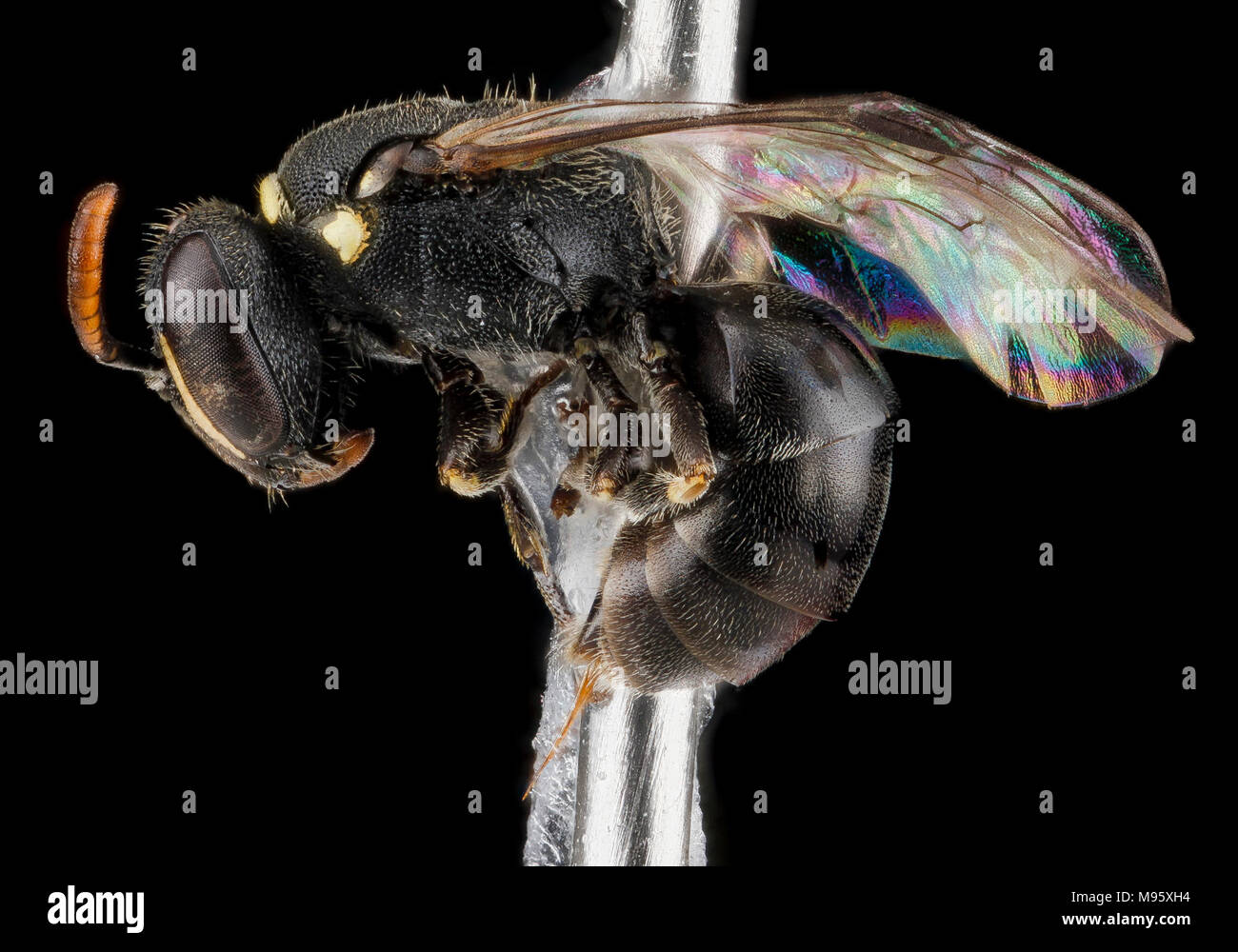 Wootoni hi-res stock photography and images - Alamy