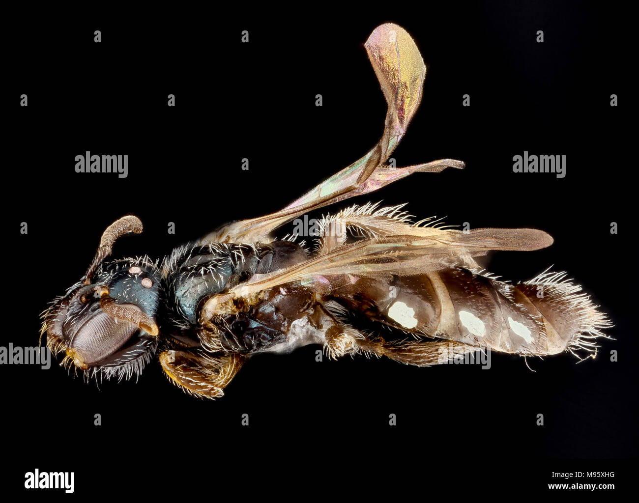 Perdita bee hi-res stock photography and images - Alamy