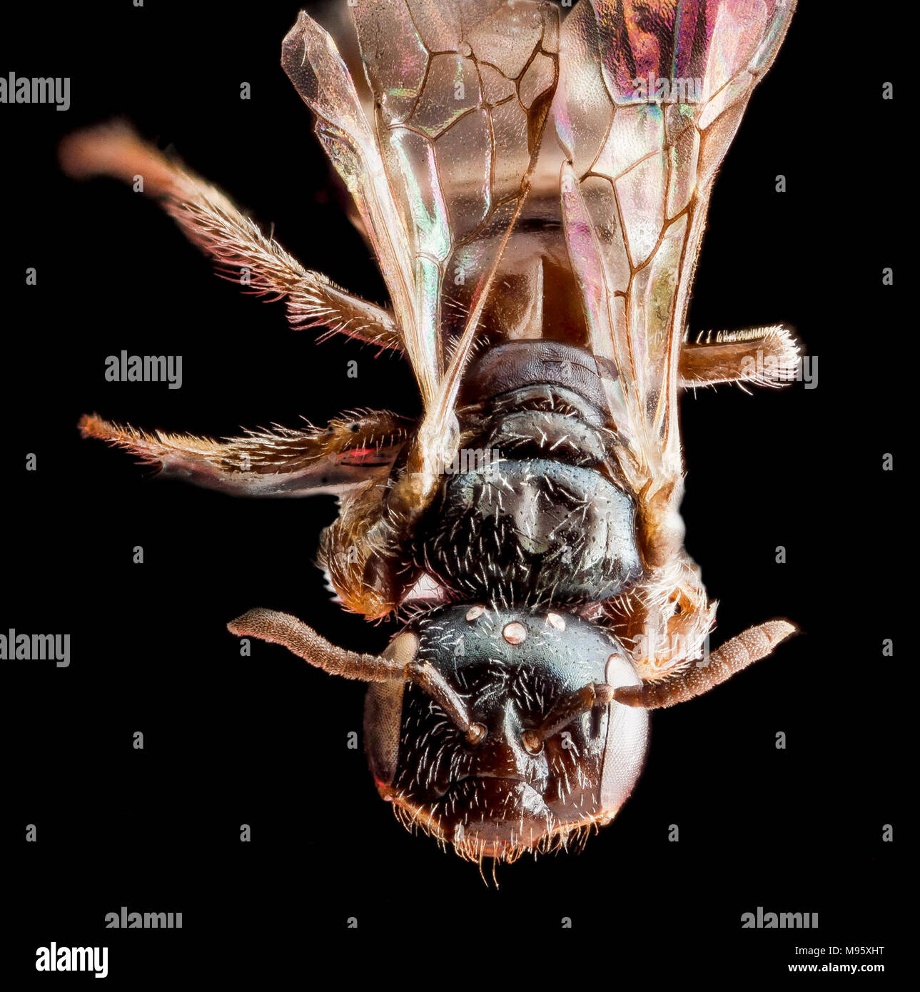 Perdita bee hi-res stock photography and images - Alamy