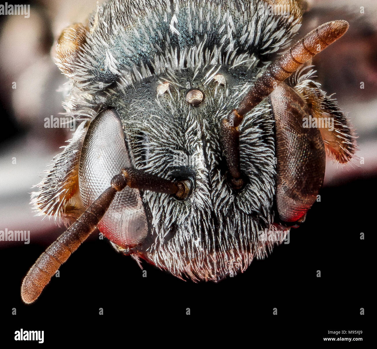 Macrotera latior, female, face Stock Photo - Alamy