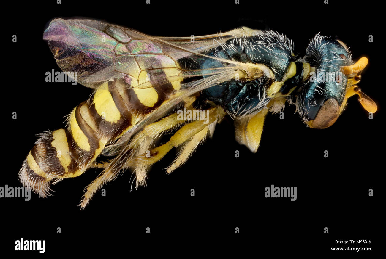 Perdita bee hi-res stock photography and images - Alamy