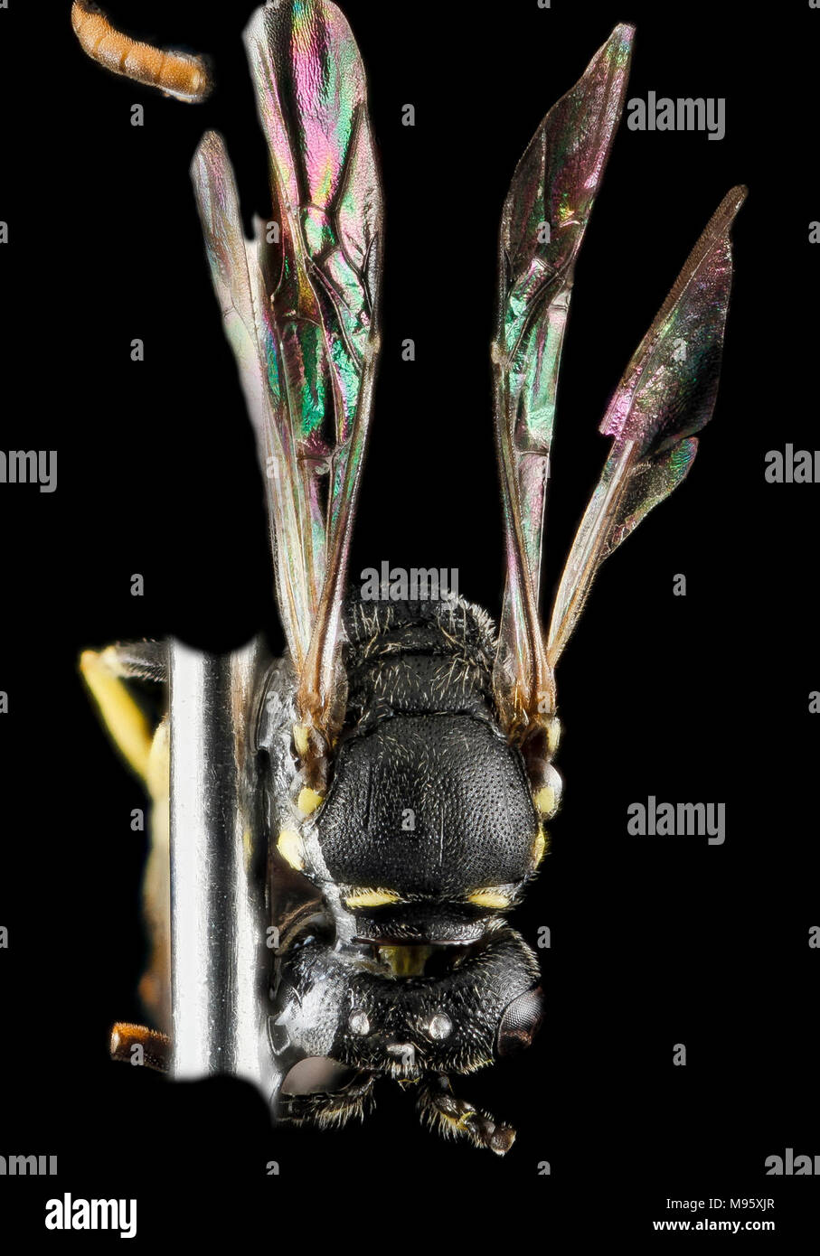 Georgicus hi-res stock photography and images - Alamy