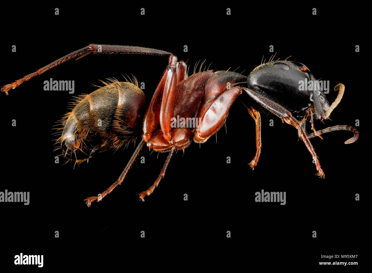 Formicidae queen hi-res stock photography and images - Alamy