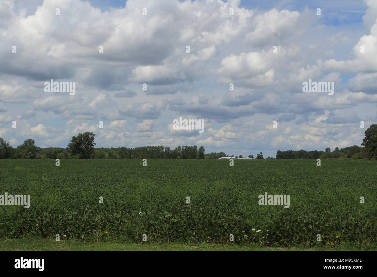 Genetically modified crops hi-res stock photography and images - Alamy