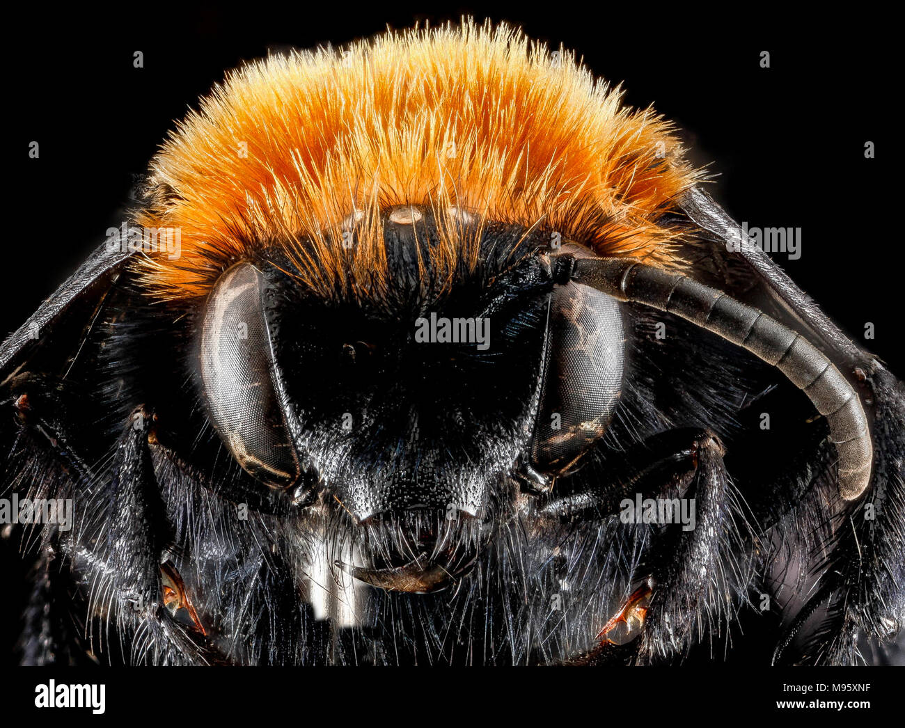 Binomial melecta species hi-res stock photography and images - Alamy
