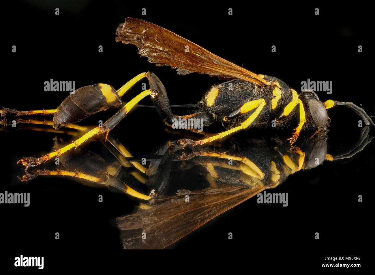 Sceliphron caementarium, U, side, Florida, Biscayne Stock Photo - Alamy