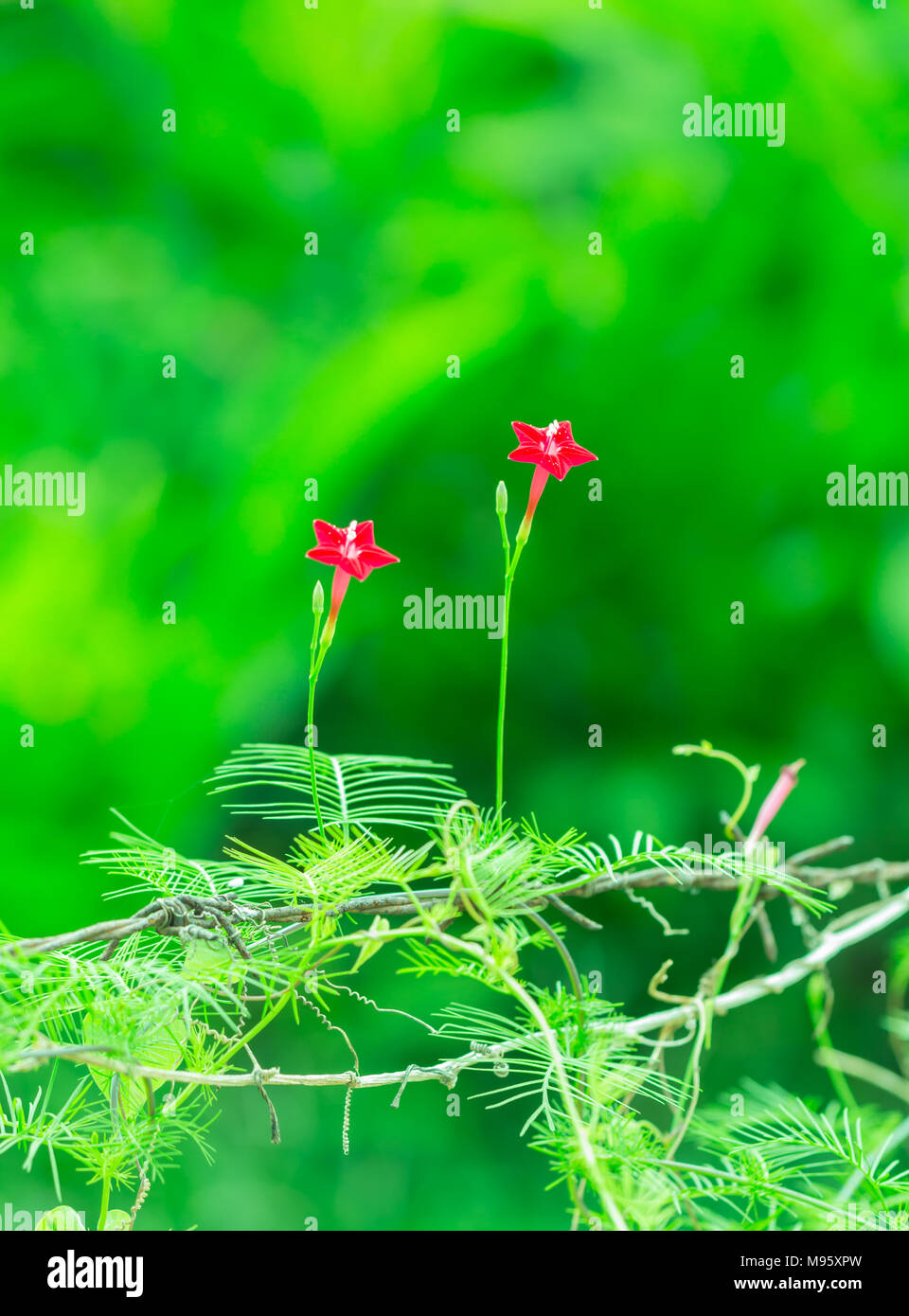 Star ipomoea hi-res stock photography and images - Alamy
