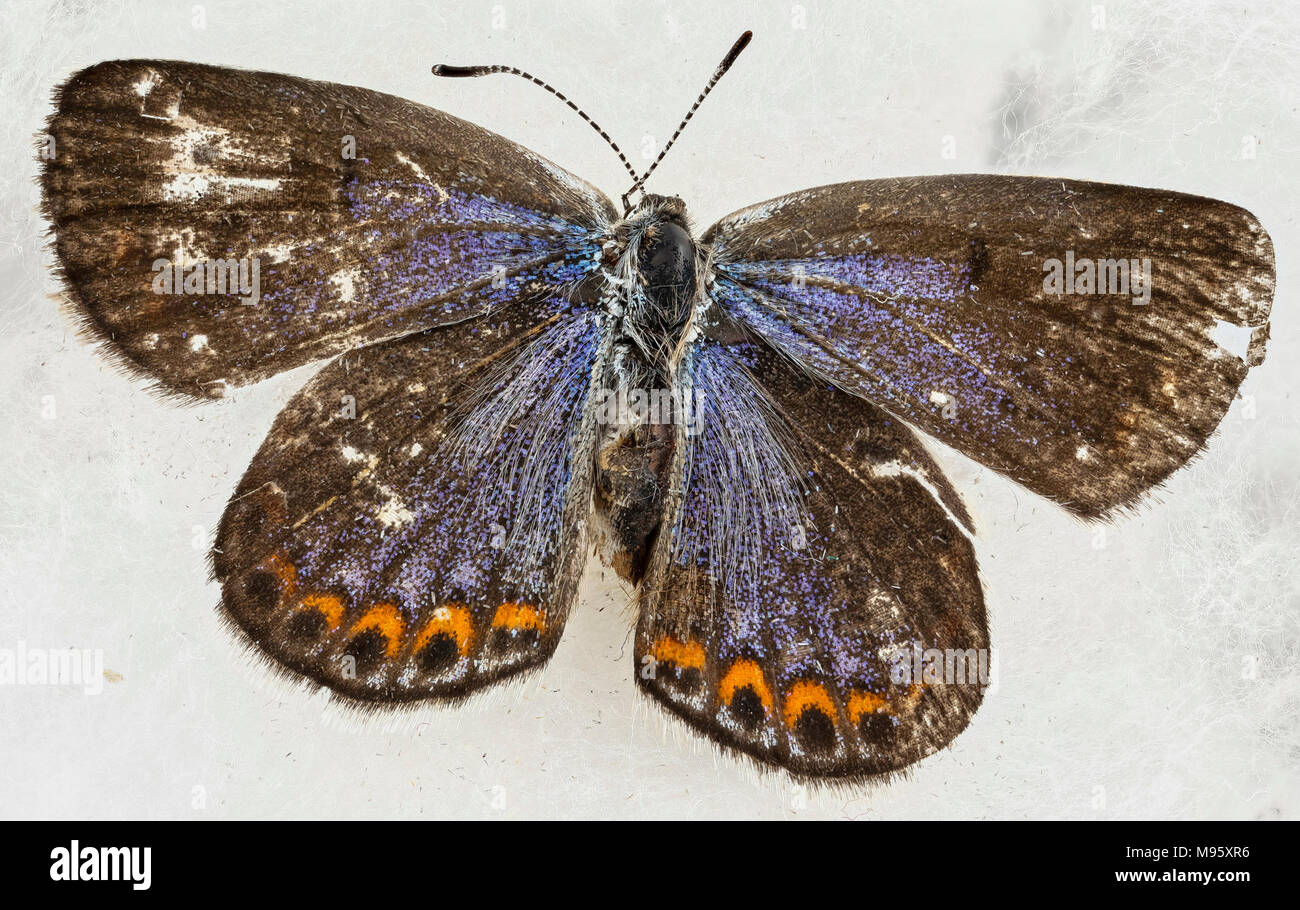 Melissa long hi-res stock photography and images - Alamy