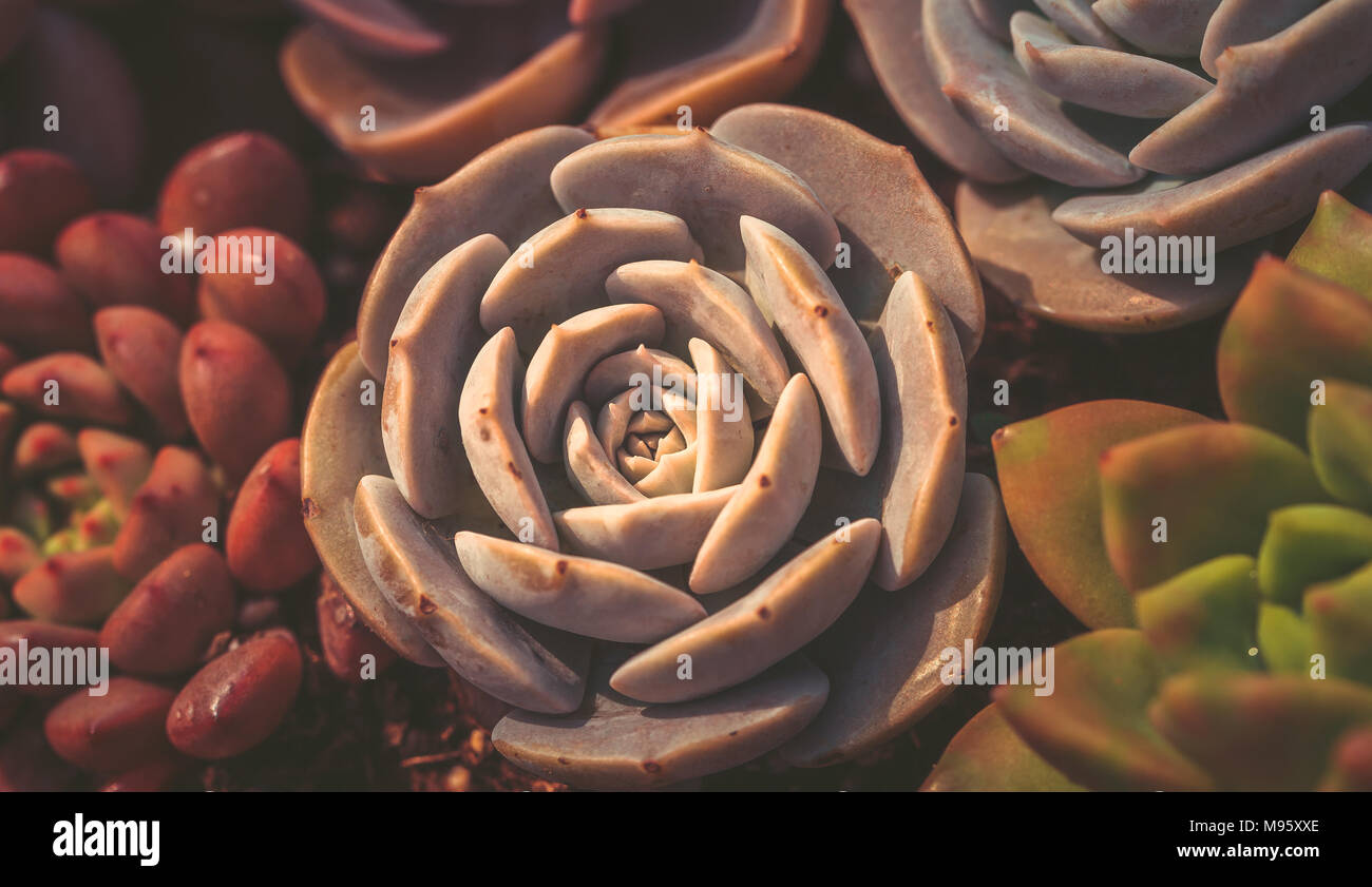 A group of succulent plants with green color Stock Photo - Alamy