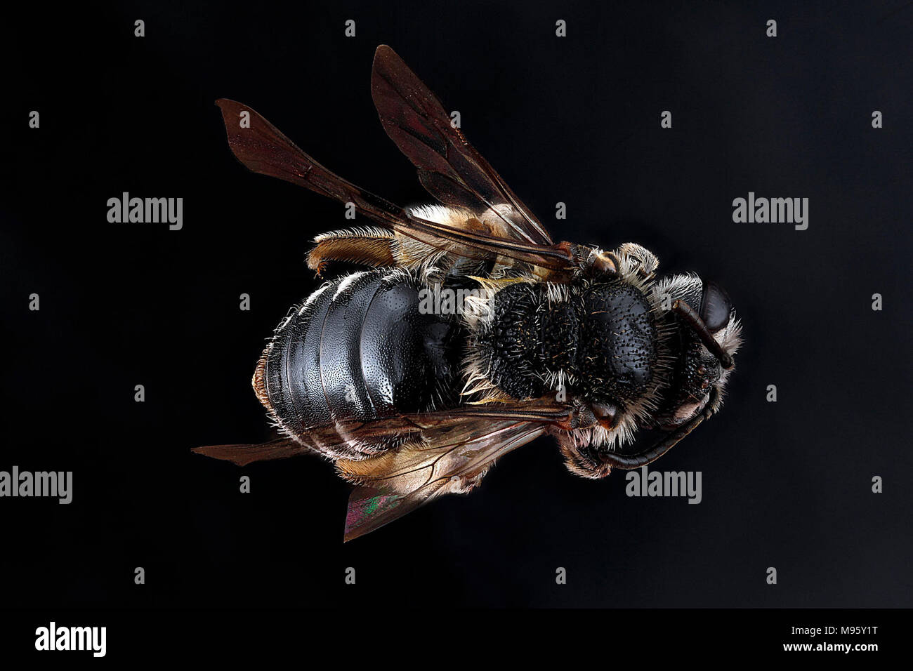 Andrena virginiana hi-res stock photography and images - Alamy
