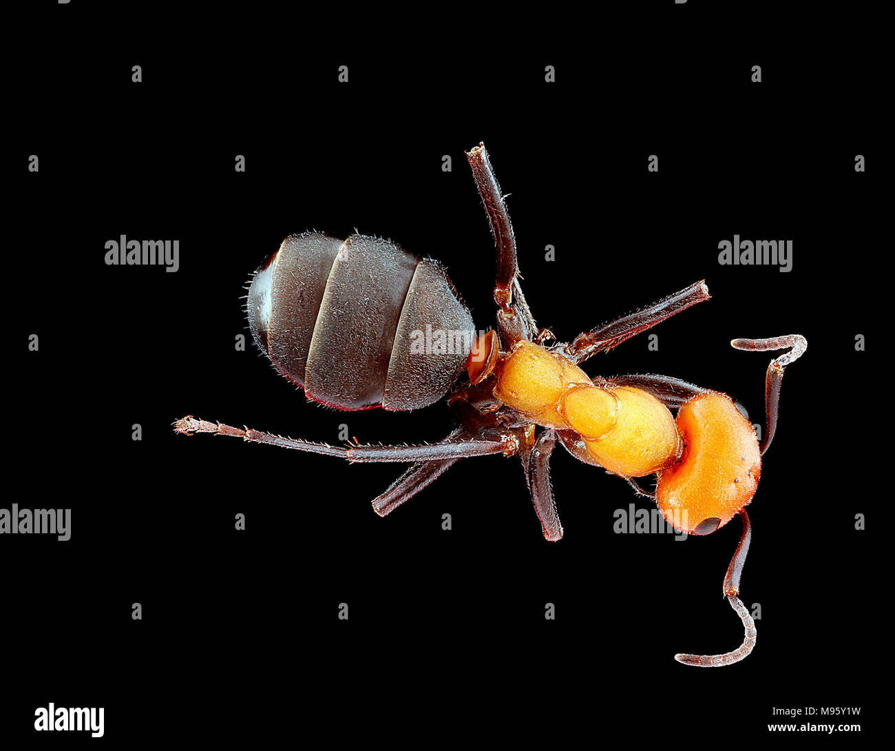 Ant hi res hi-res stock photography and images - Alamy