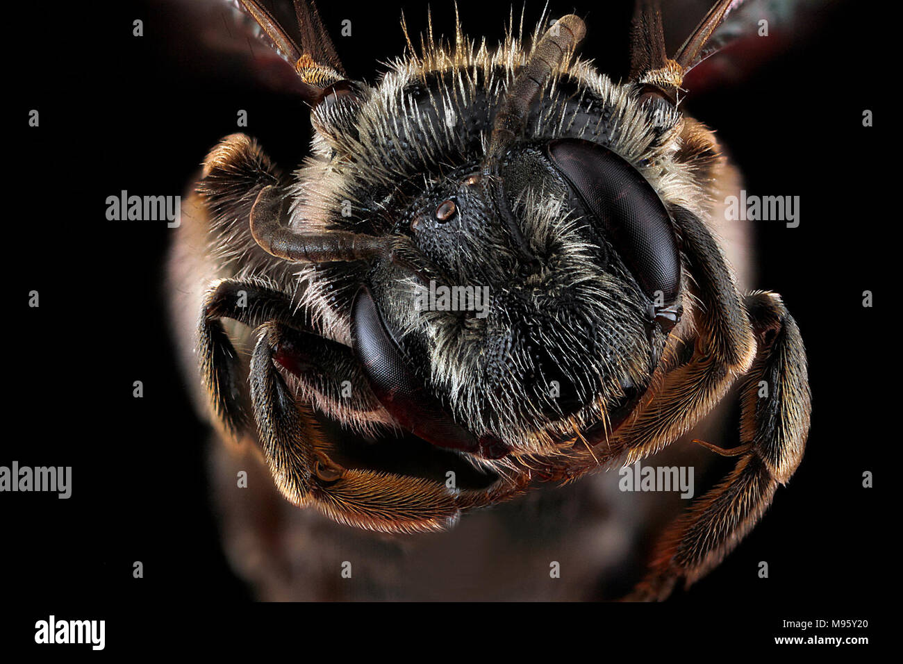 Andrena virginiana hi-res stock photography and images - Alamy