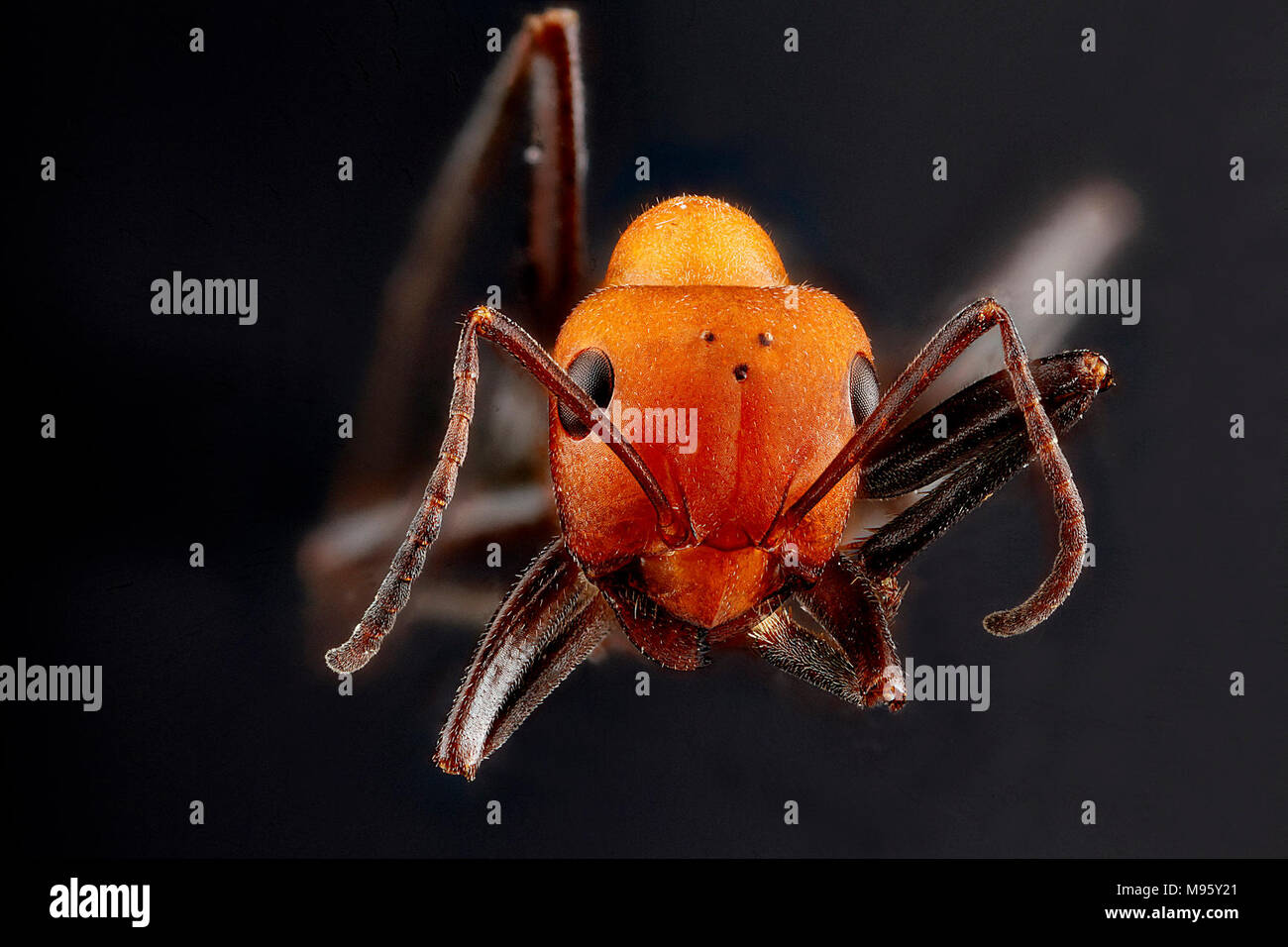 Ant hi res hi-res stock photography and images - Alamy