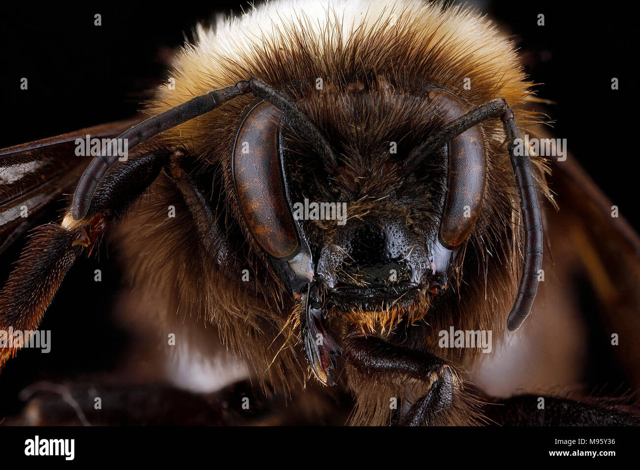 Bombus occidentalis hi-res stock photography and images - Alamy