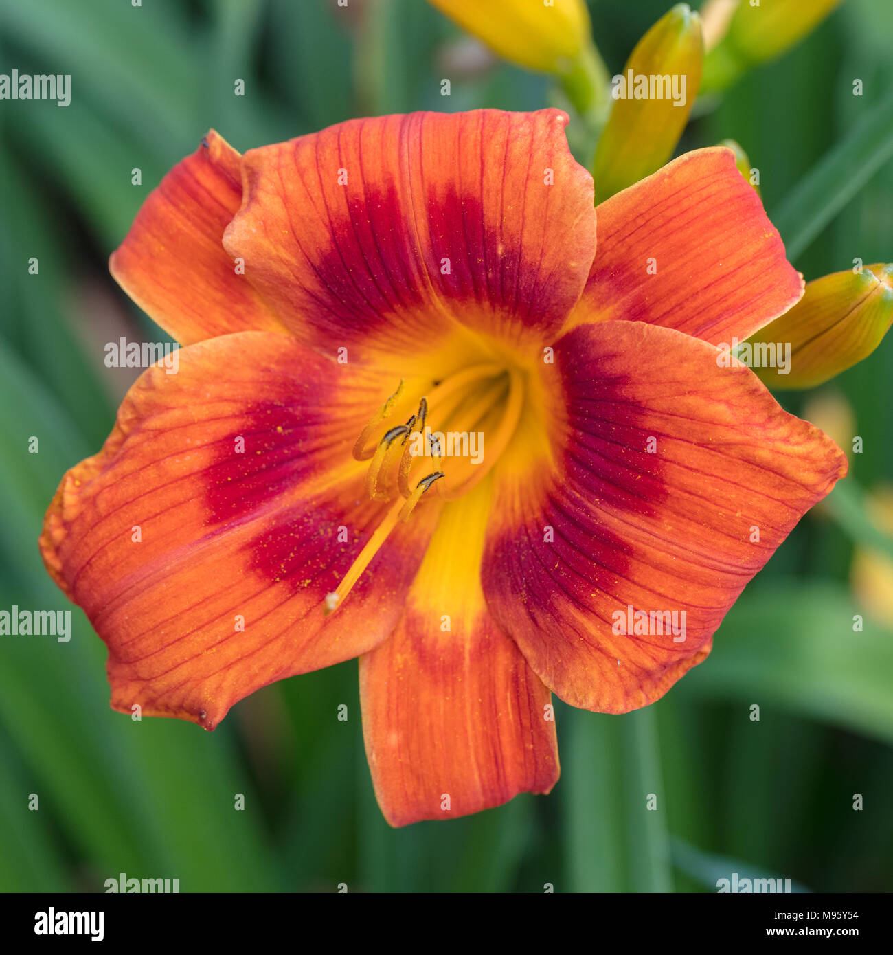Dark red daylily hi-res stock photography and images - Alamy