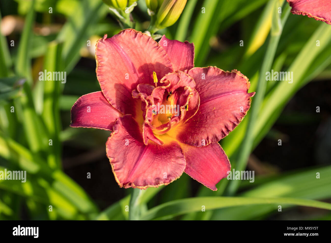 'Forsyth Double Date' Daylily, Daglilja (Hemerocallis Stock Photo - Alamy