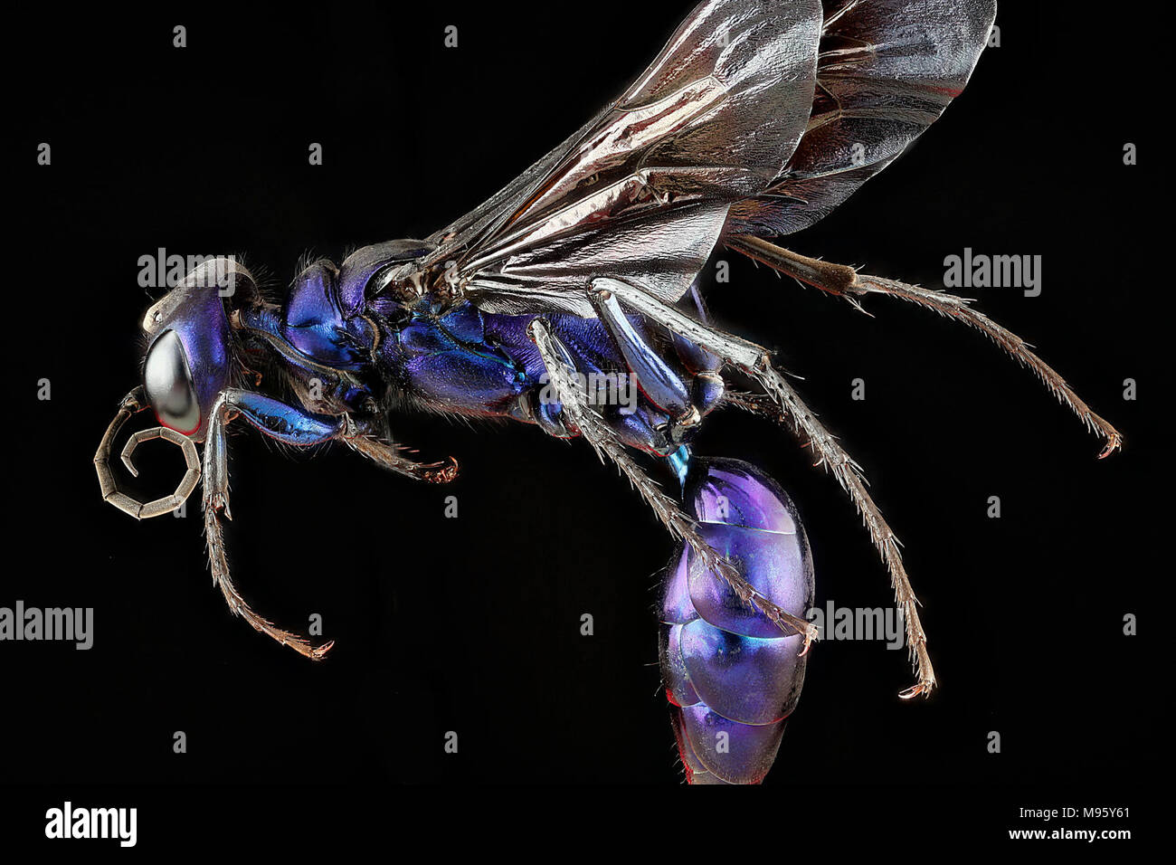 Chlorion hi-res stock photography and images - Alamy