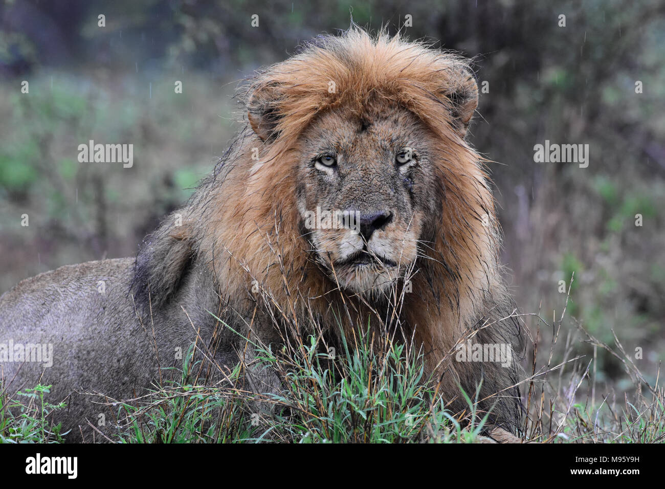 South Africa is a popular tourist destination for its blend of true ...