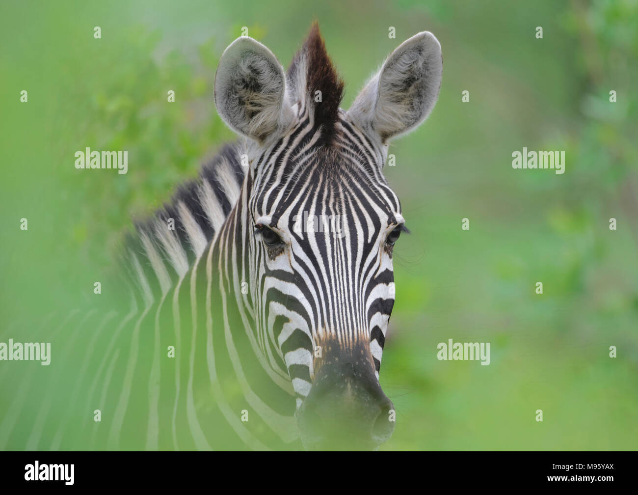 South Africa is a popular tourist destination for its blend of true ...