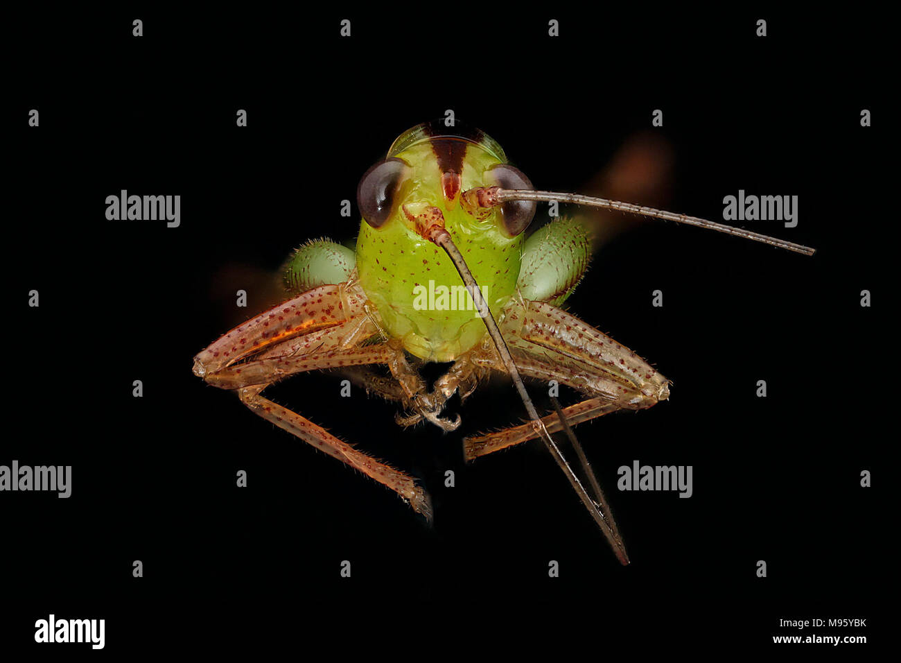 Grasshopper hi res hi-res stock photography and images - Alamy