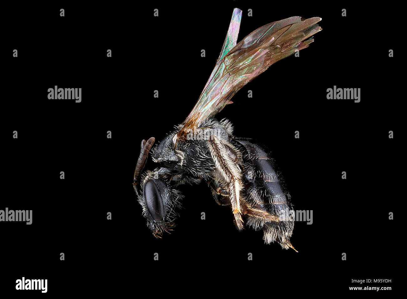 Foxii hi-res stock photography and images - Alamy