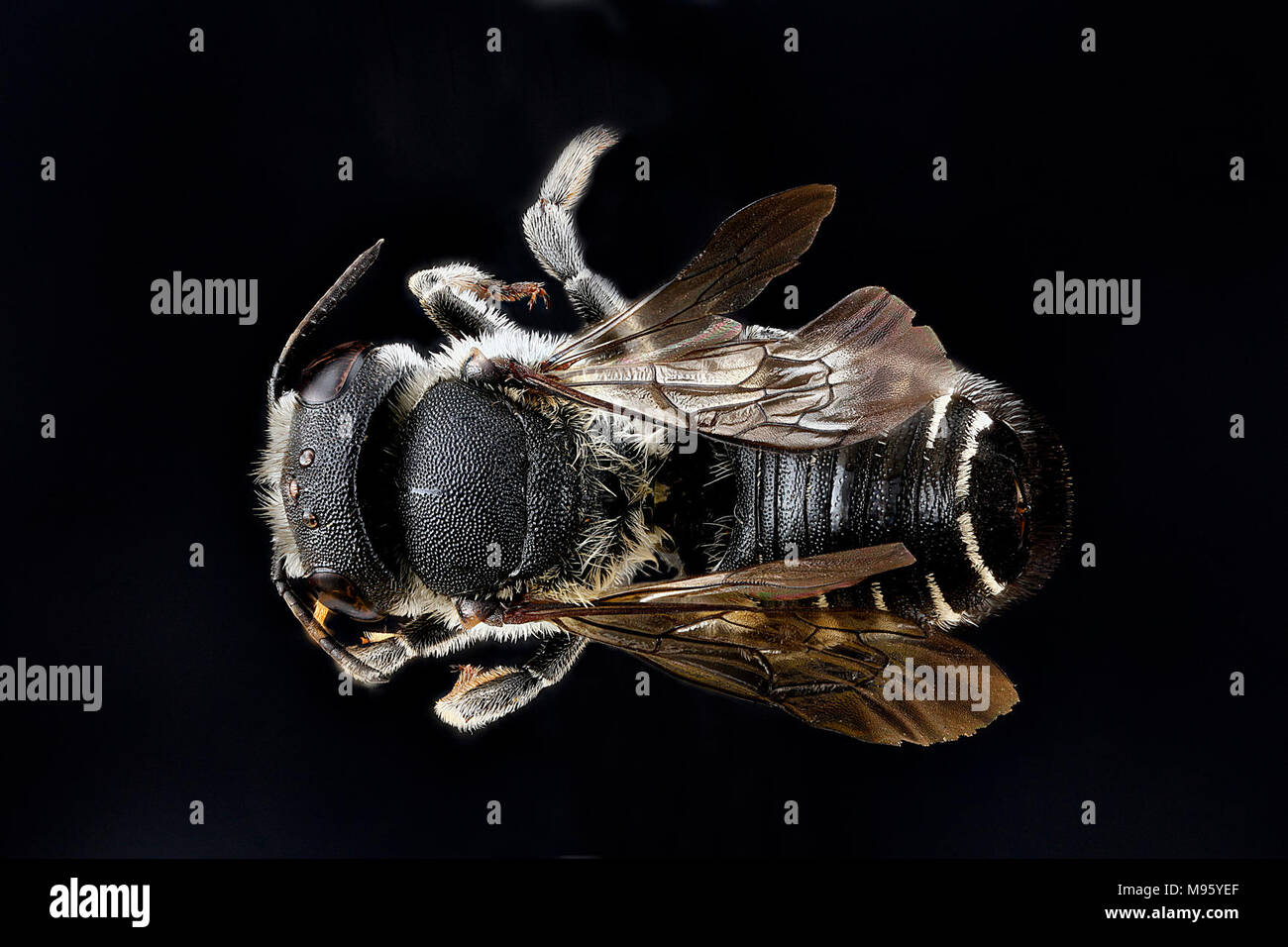Megachile apicalis hi-res stock photography and images - Alamy