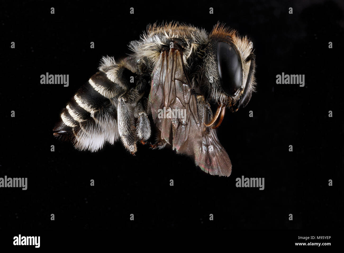 Megachile brevis hi-res stock photography and images - Alamy