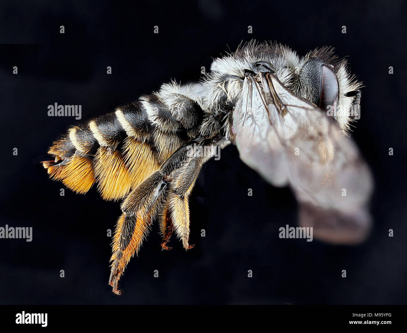 Megachile relativa hi-res stock photography and images - Alamy