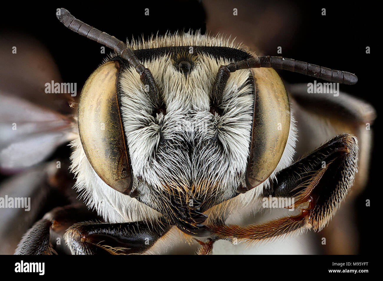 Megachile townsendiana hi-res stock photography and images - Alamy