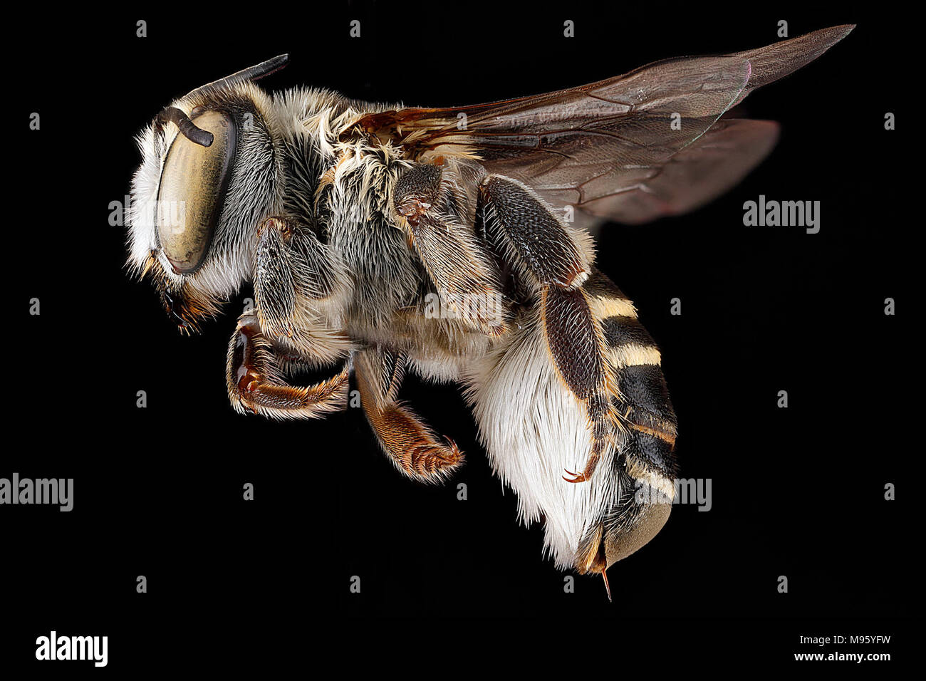 Megachile townsendiana hi-res stock photography and images - Alamy