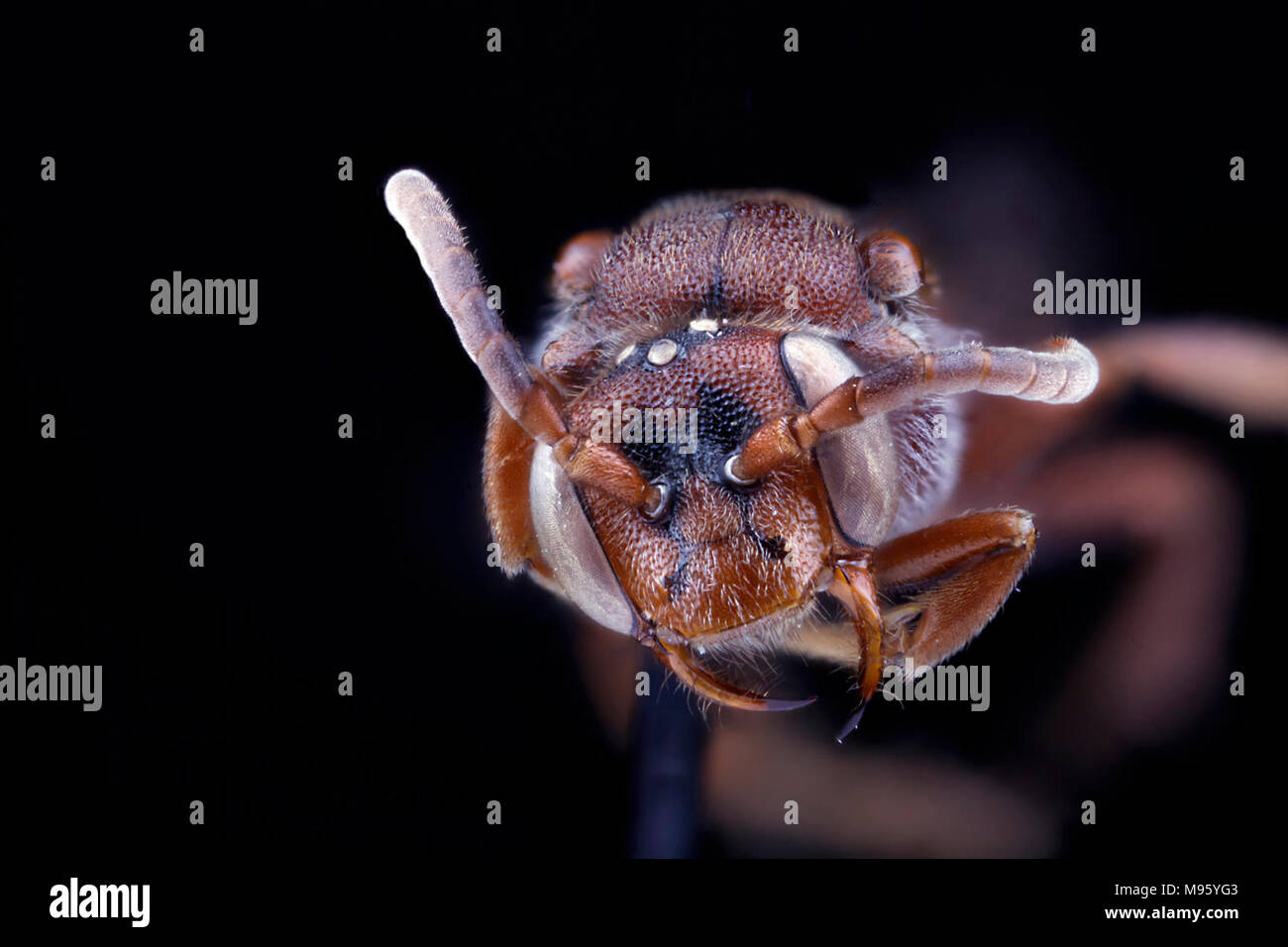 Insects arthropoda hymenoptera nomada hi-res stock photography and ...