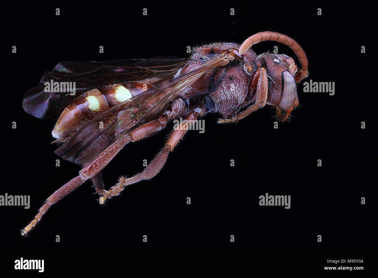 Insects arthropoda hymenoptera nomada hi-res stock photography and ...