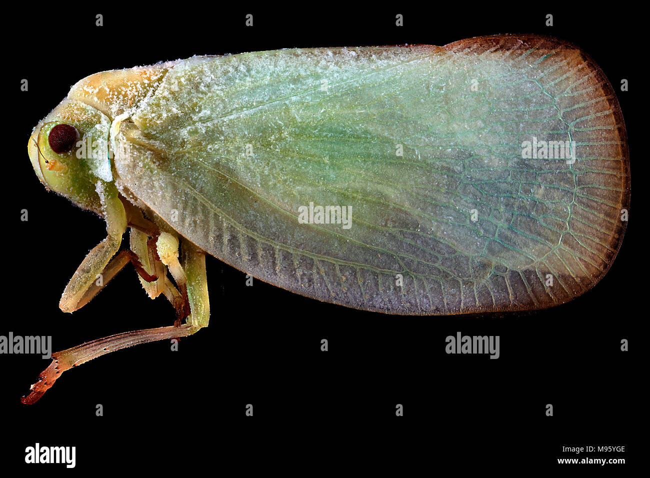 Long horned hopper hi-res stock photography and images - Alamy