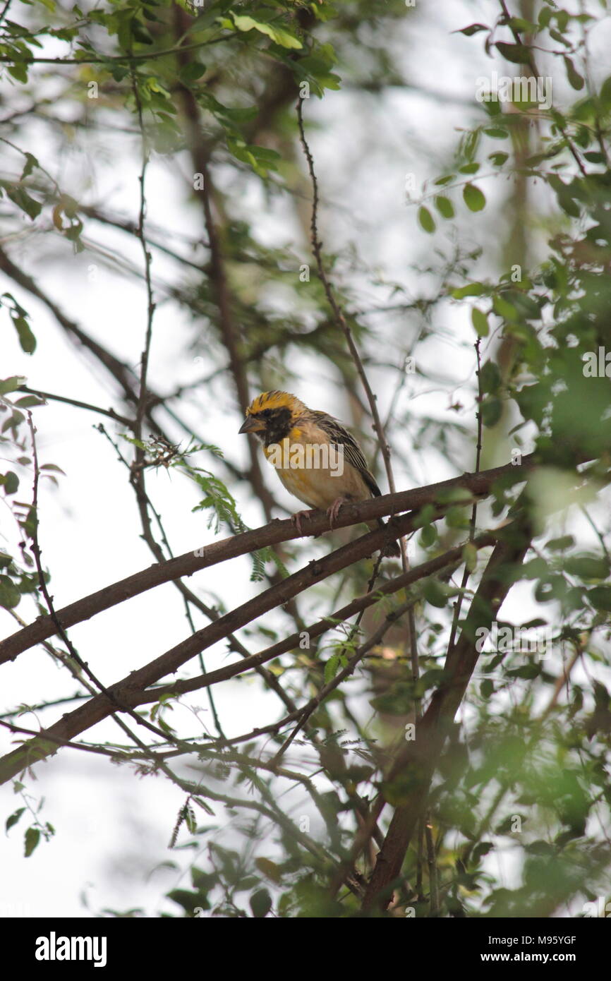 Baya bird hi-res stock photography and images - Alamy