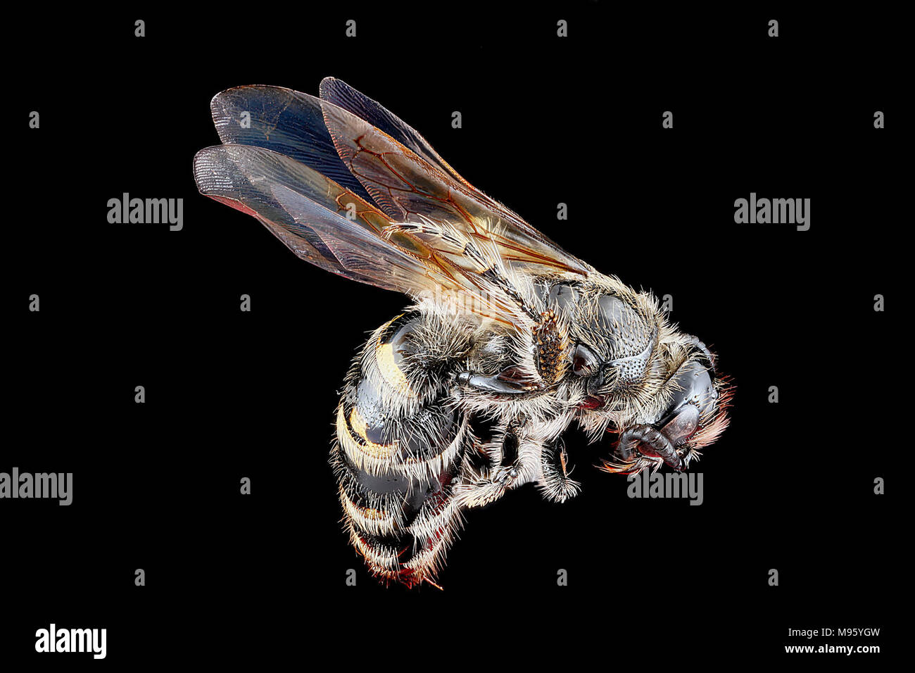 Close up scoliid wasp hi-res stock photography and images - Alamy