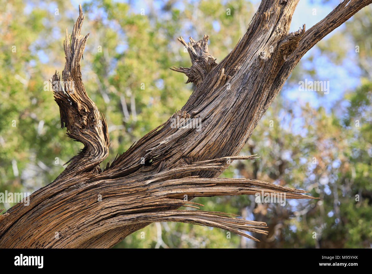 Tree that Looks Like a Bird's Head Stock Photo - Alamy