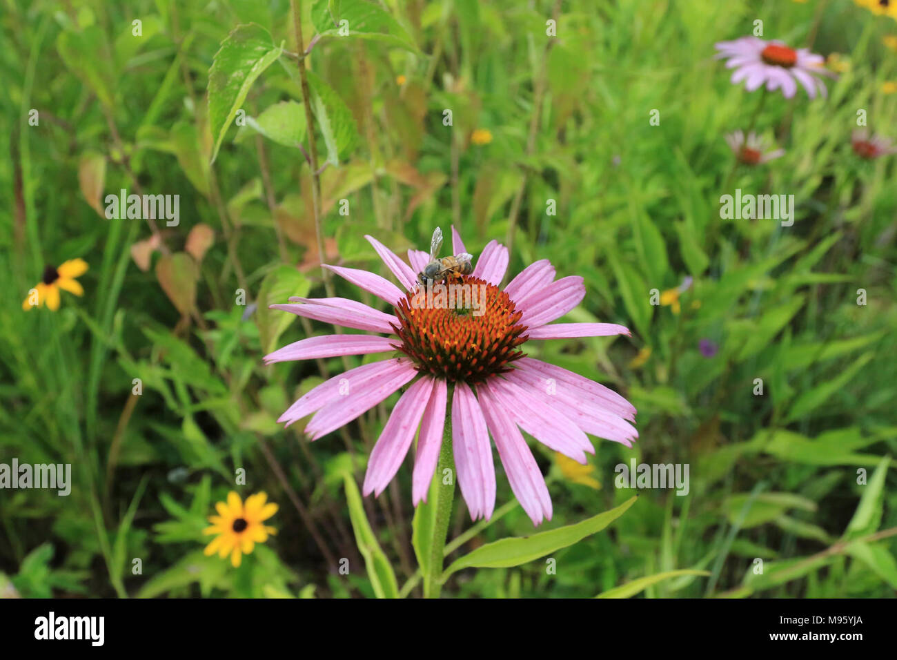 Purple coneflower with pollinators hi-res stock photography and images ...