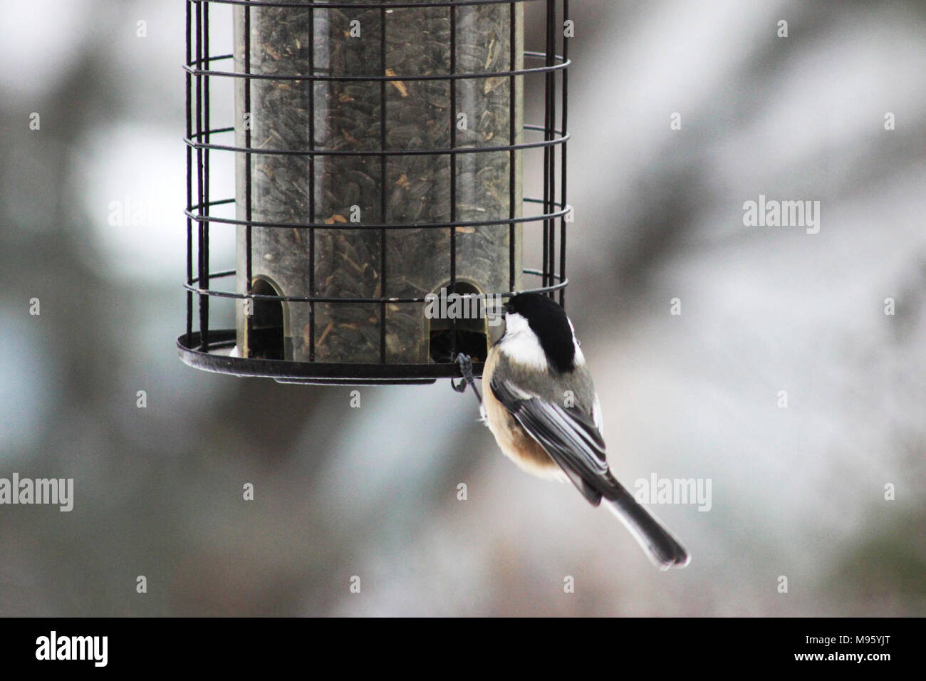 Chickadee nature photo image hi-res stock photography and images - Alamy