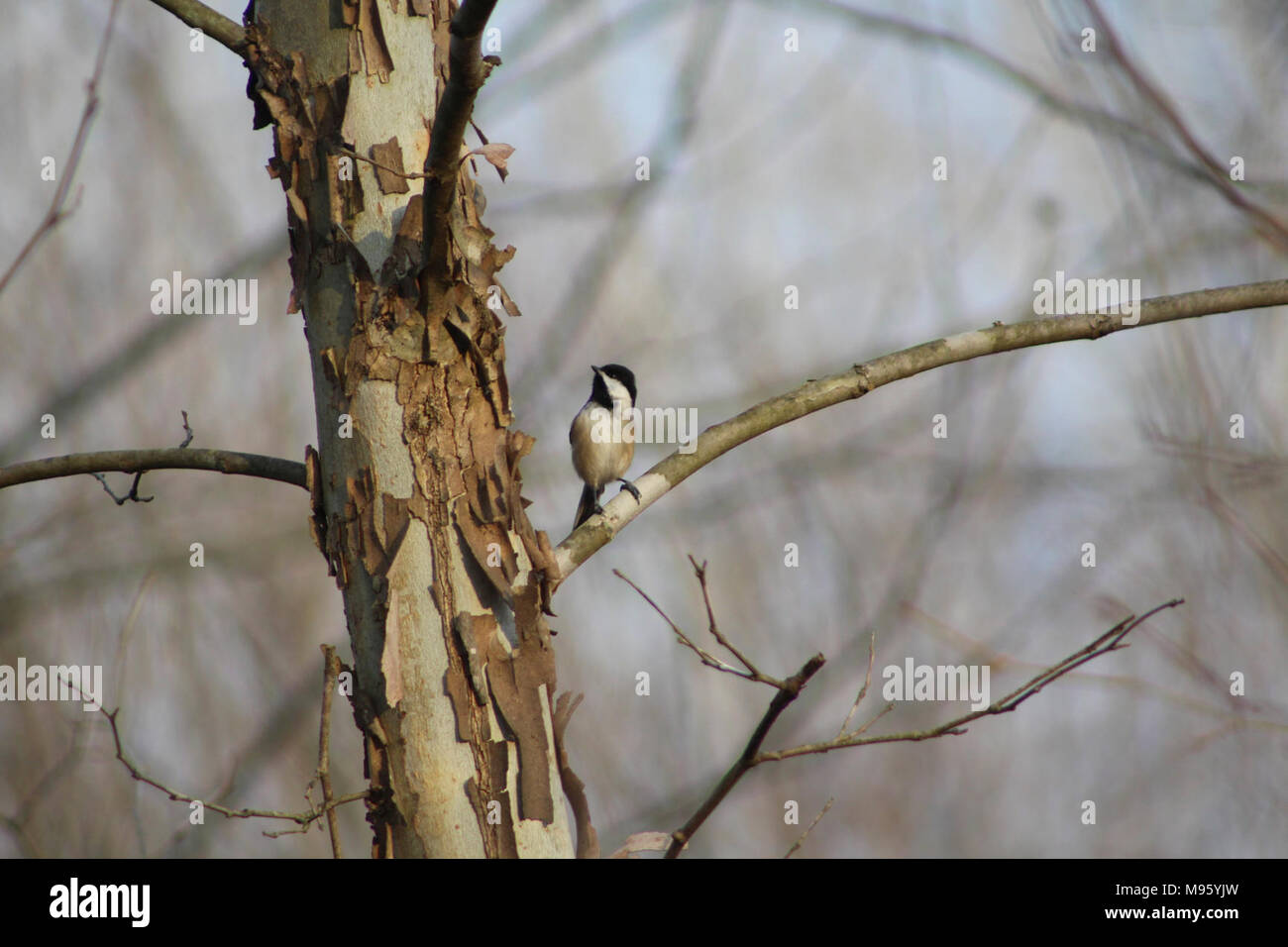 Chickadee nature photo image hi-res stock photography and images - Alamy