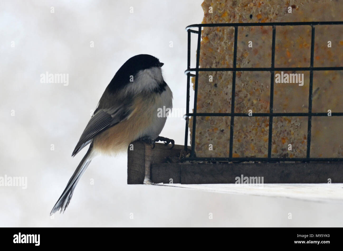 Chickadee nature photo image hi-res stock photography and images - Alamy
