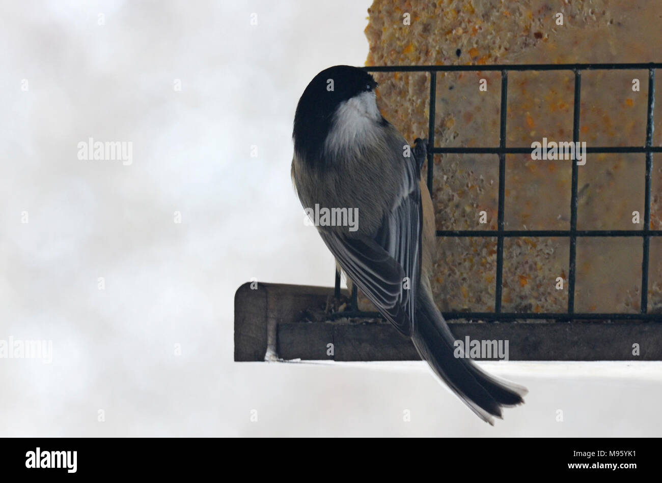Chickadee nature photo image hi-res stock photography and images - Alamy