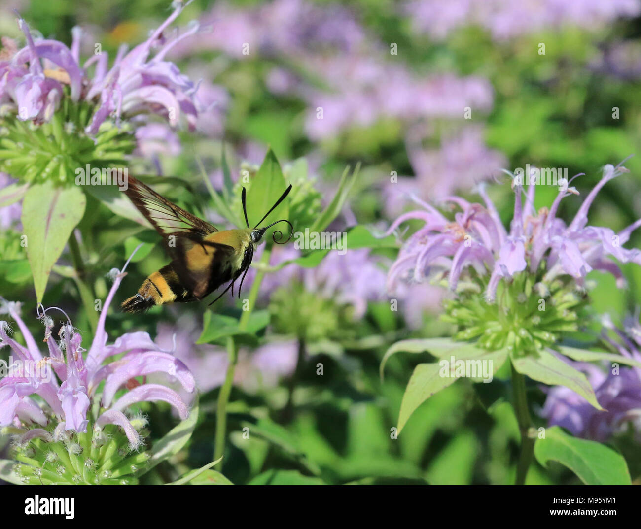 Clearwing hummingbird moth Stock Photo - Alamy