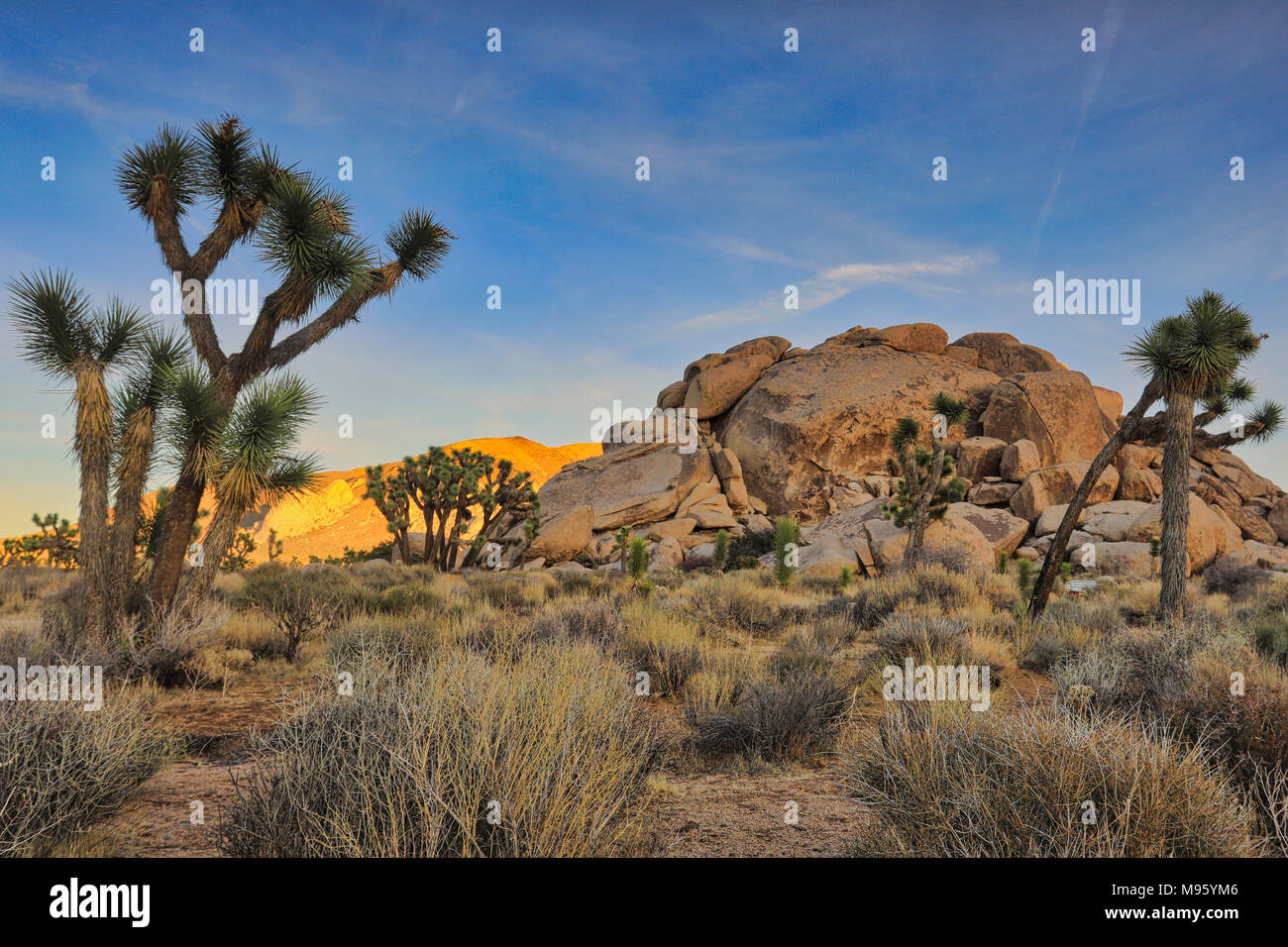 Joshua Trees and Hill Glowing at Sunset Stock Photo - Alamy
