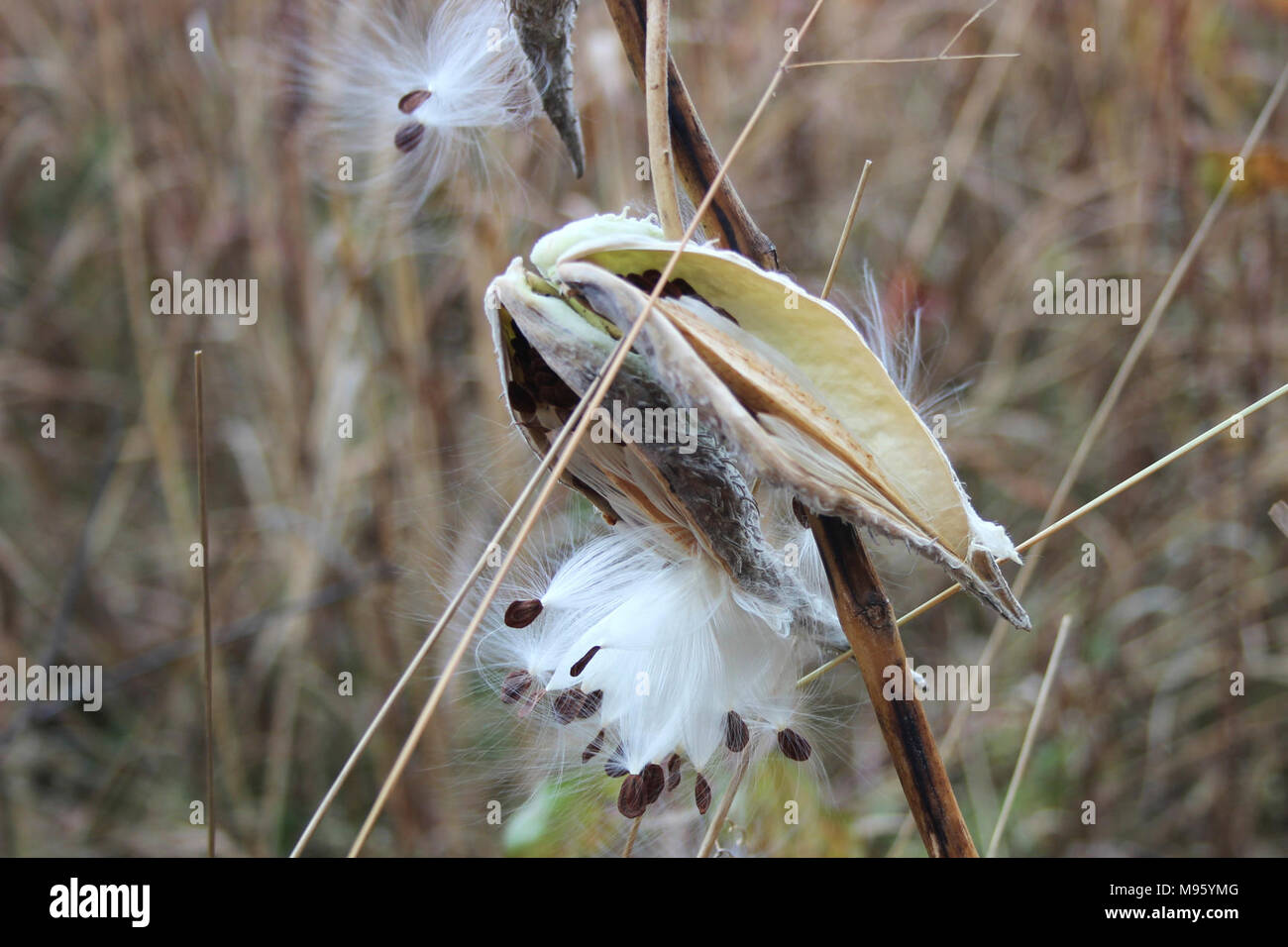 Common Milkweed Seeds Stock Photo - Alamy